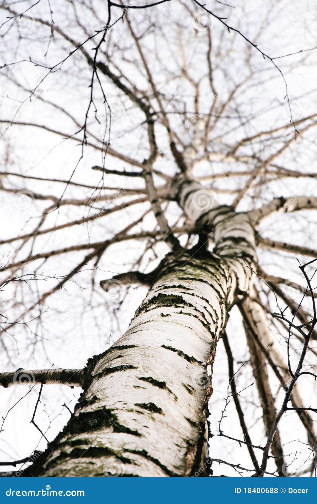 One Early Spring in a Birch Forest without Leaves Stock Photo - Image ...