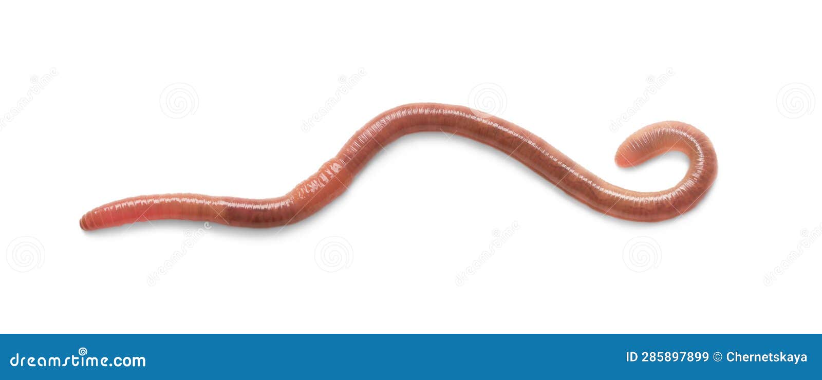 One Earthworm Isolated on White. Terrestrial Invertebrates Stock Image ...