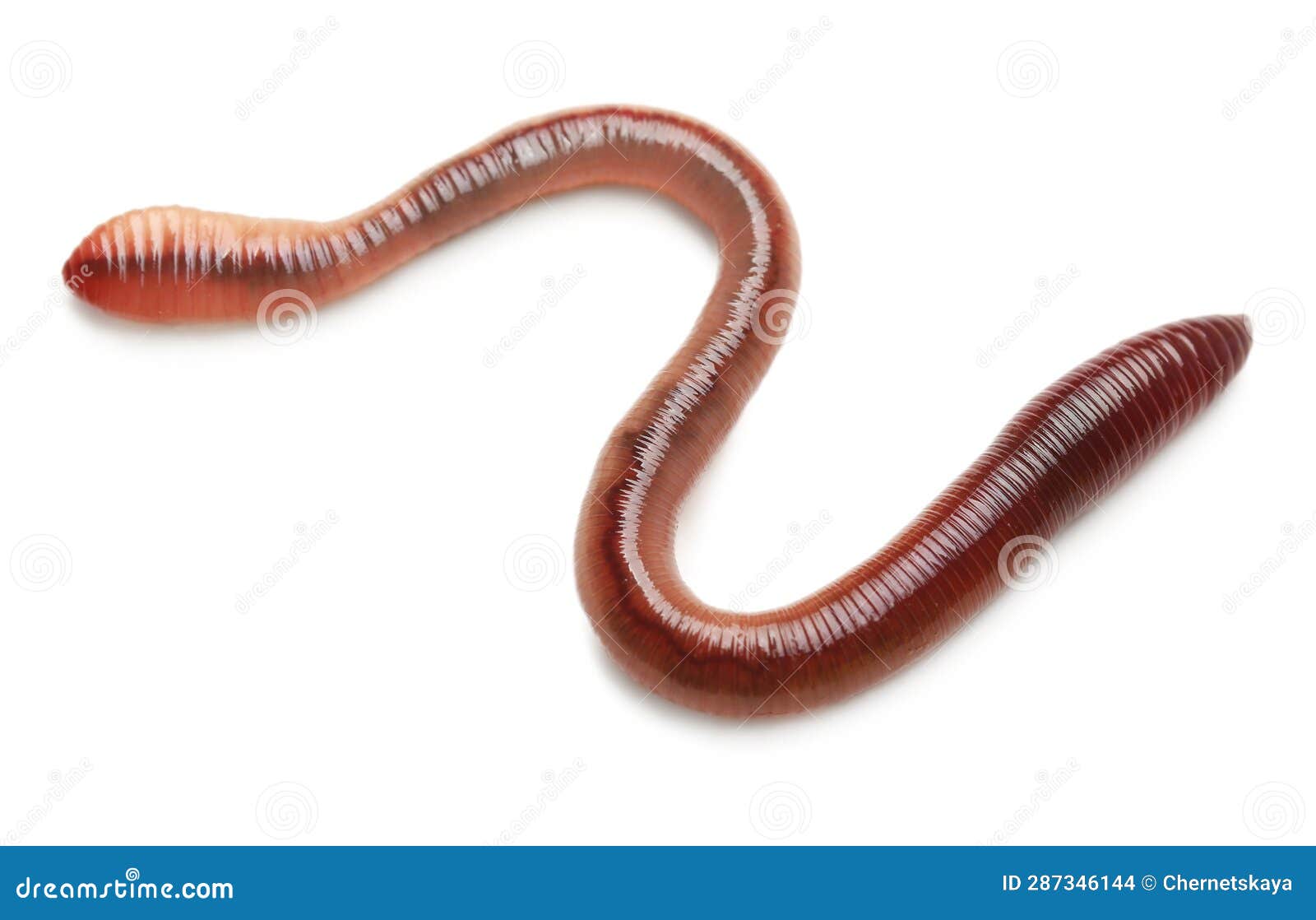 One Earthworm Isolated on White. Terrestrial Invertebrates Stock Photo ...