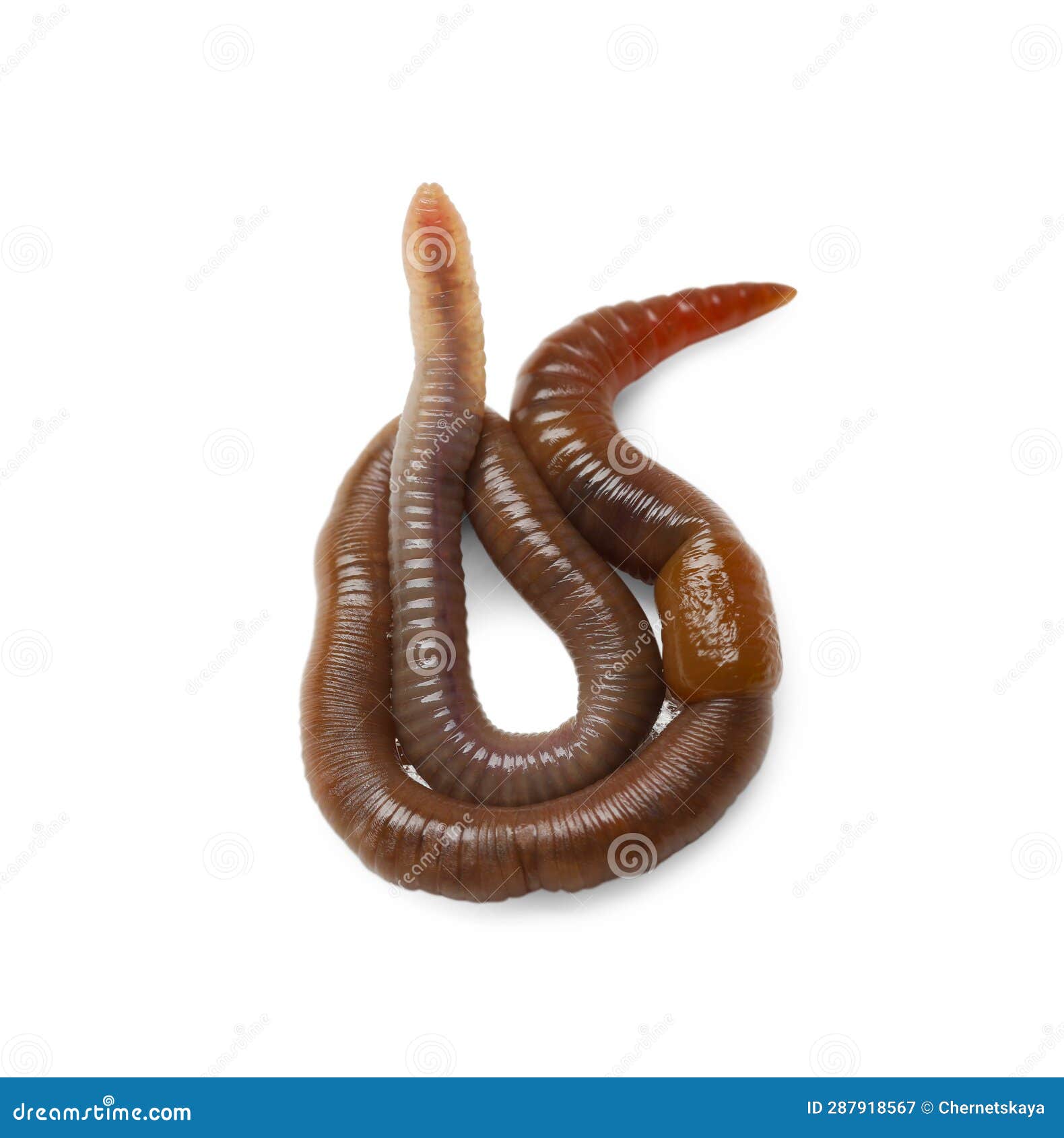 One Earthworm Isolated on White. Terrestrial Invertebrates Stock Image ...