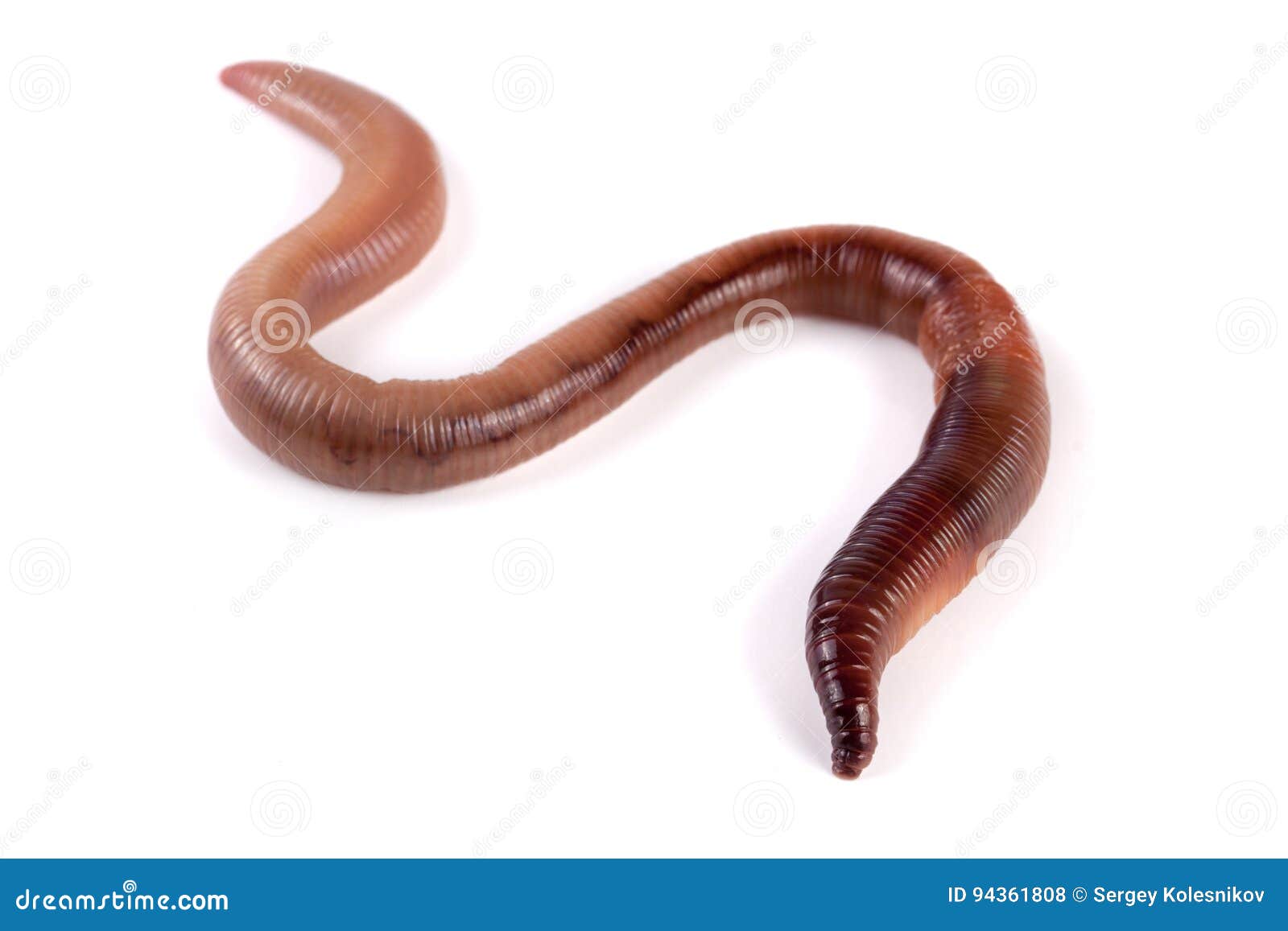 One Earthworms Isolated on White Background Stock Photo - Image of ...