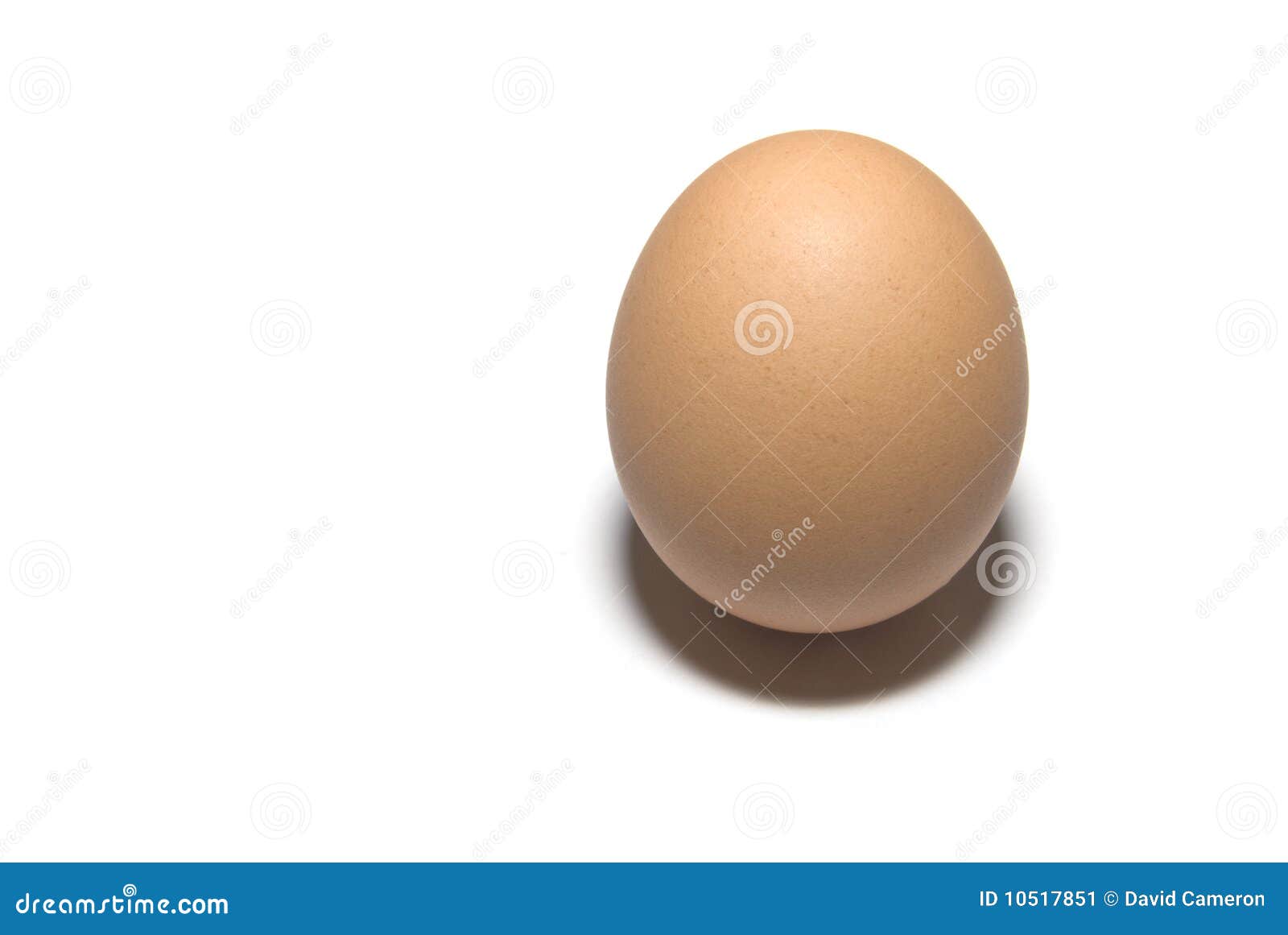 One egg stock image. Image of shell, reproduce, bird - 10517851