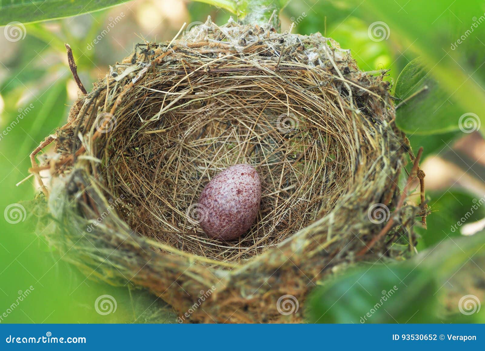 One egg of bird. stock photo. Image of home, nest, seasonal - 93530652