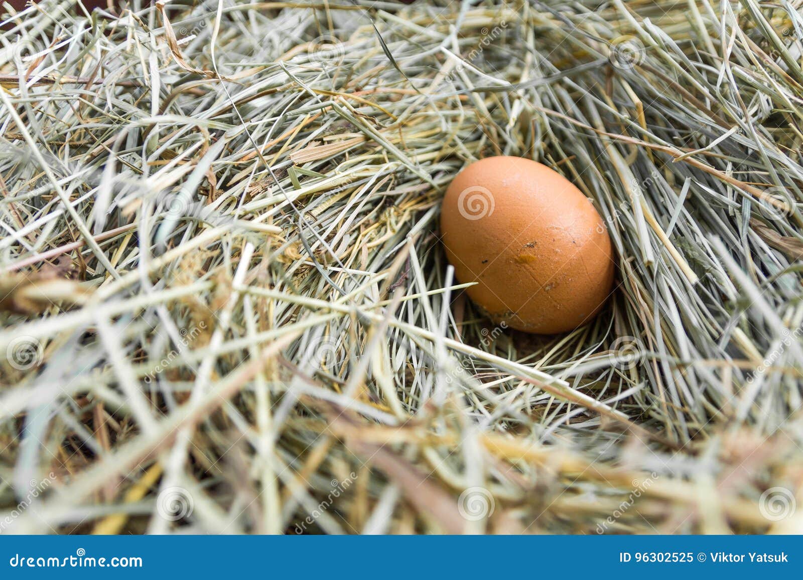 One egg in the hen house. stock image. Image of cultural - 96302525
