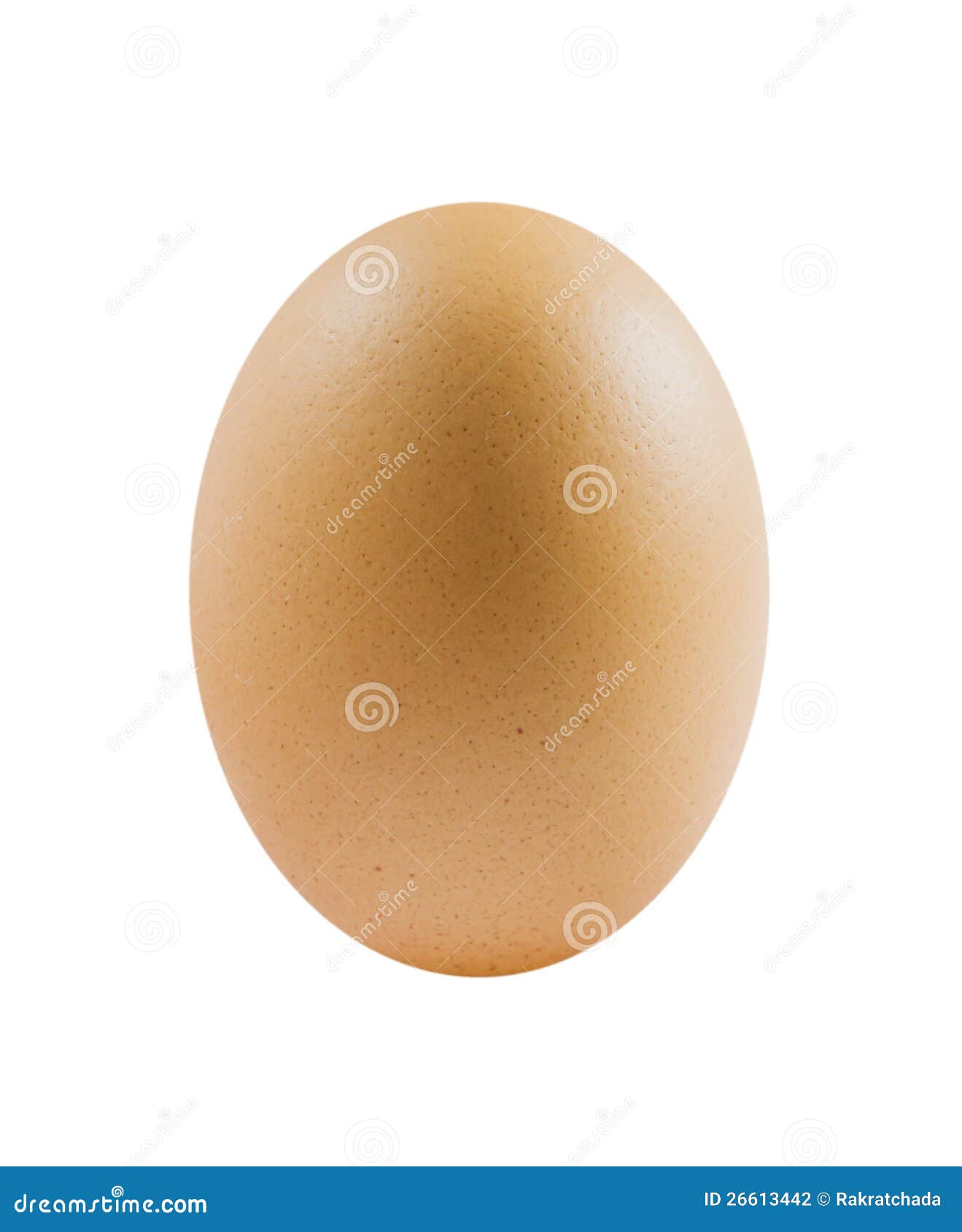 One eggs stock photo. Image of shape, animal, protein - 26613442