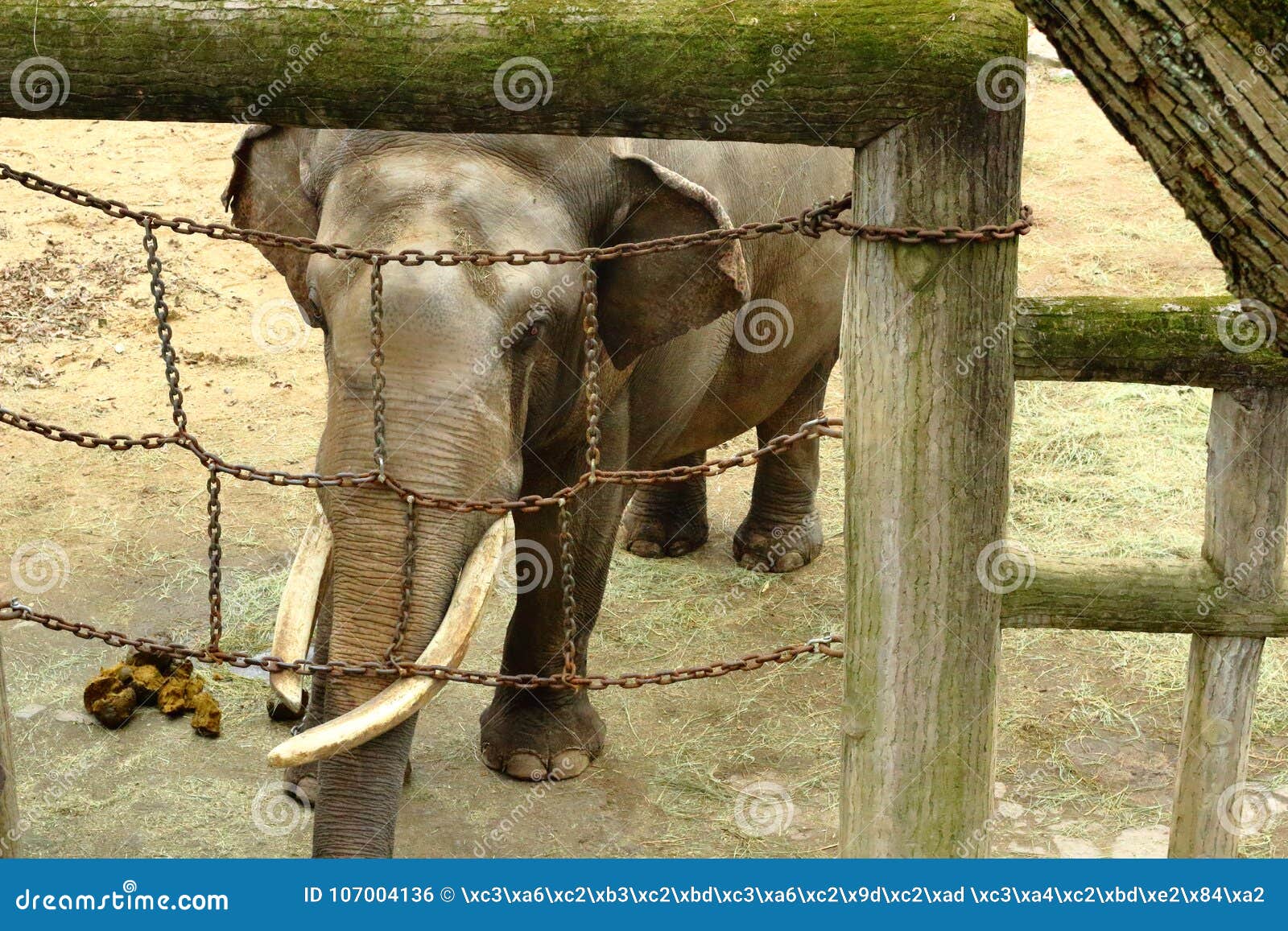 Elephants and chains stock photo. Image of elephants - 107004136