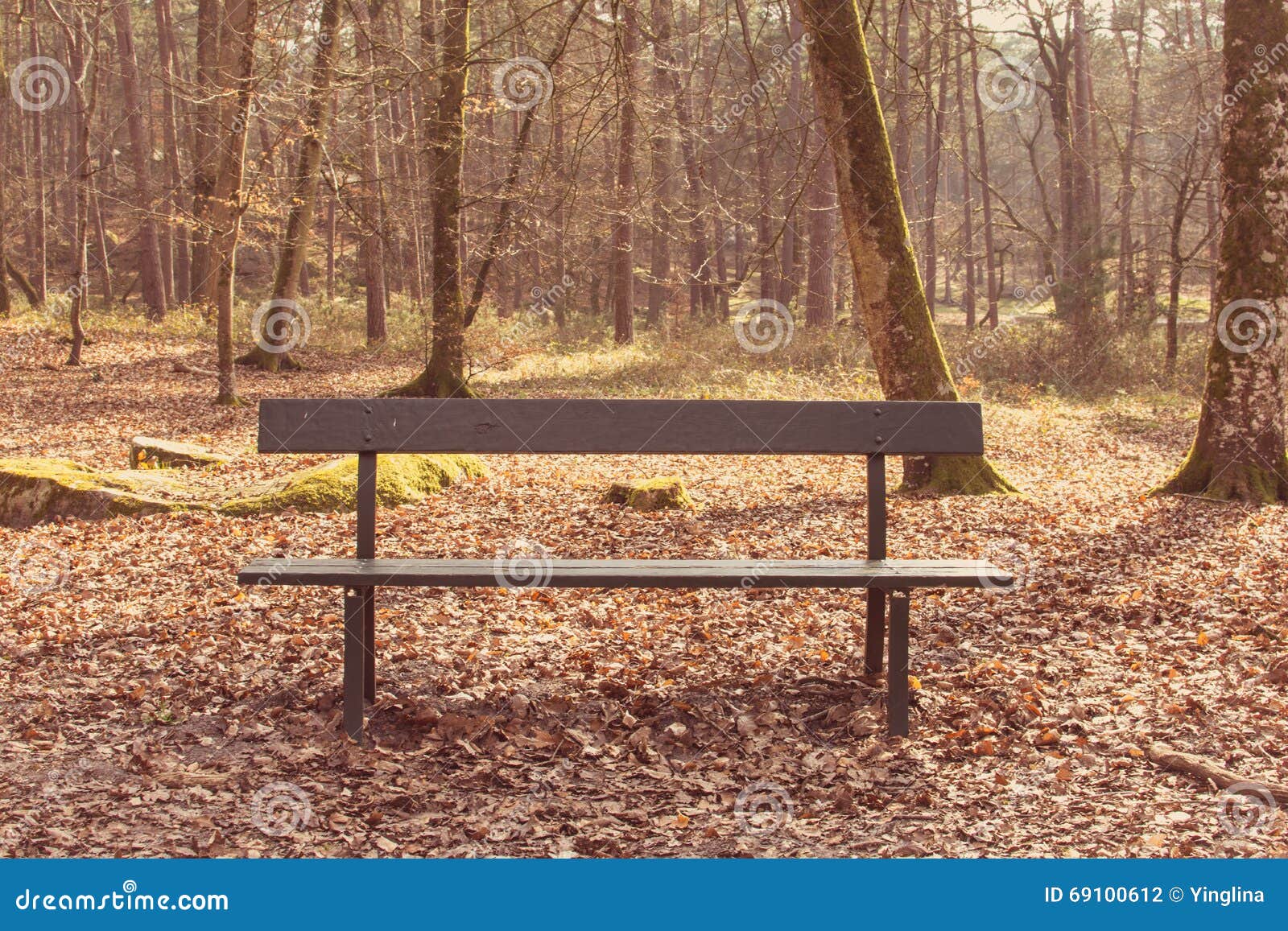 One Empty Bench on the Forest Stock Photo - Image of picnic ...