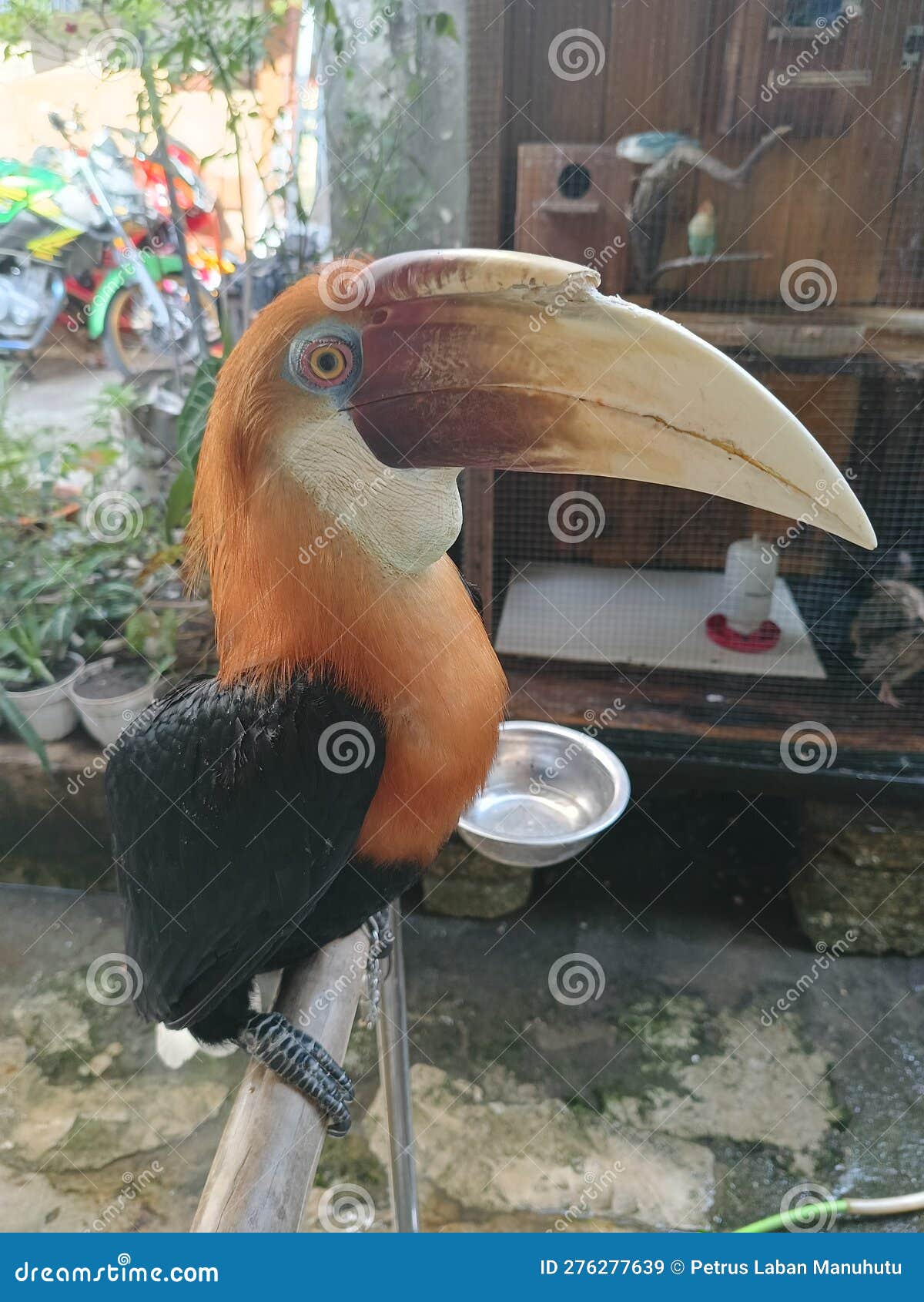 One of the Endemic Birds from Papua, Indonesia Stock Image - Image of ...