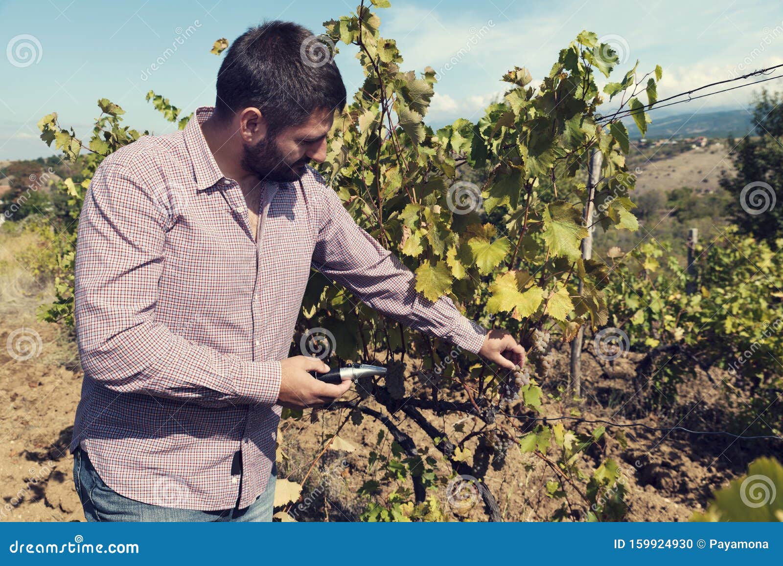 One Engineer Measuring with Refractometer in a Vineyard. Stock Photo ...