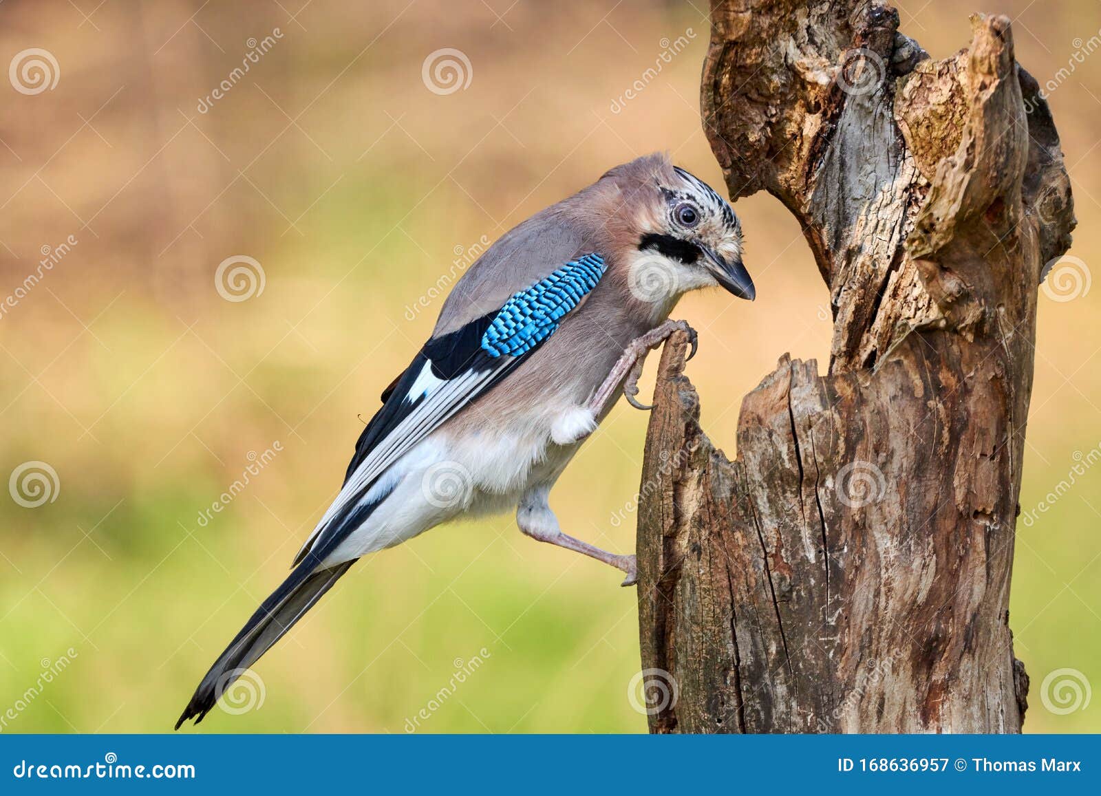 Garrulus Glandarius. Eurasian Jay Bird Stock Image - Image of colorful ...