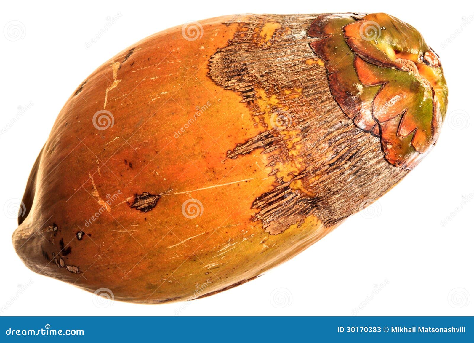 One coconut stock image. Image of healthy, food, closeup - 30170383