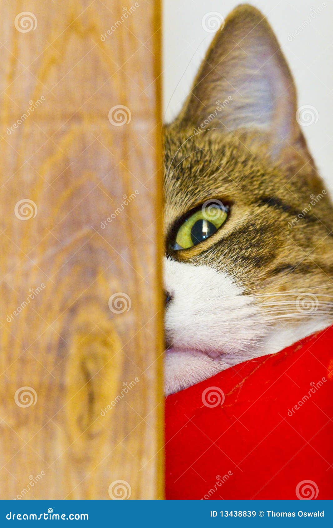 One eye of a cat stock image. Image of eyes, front, animal - 13438839