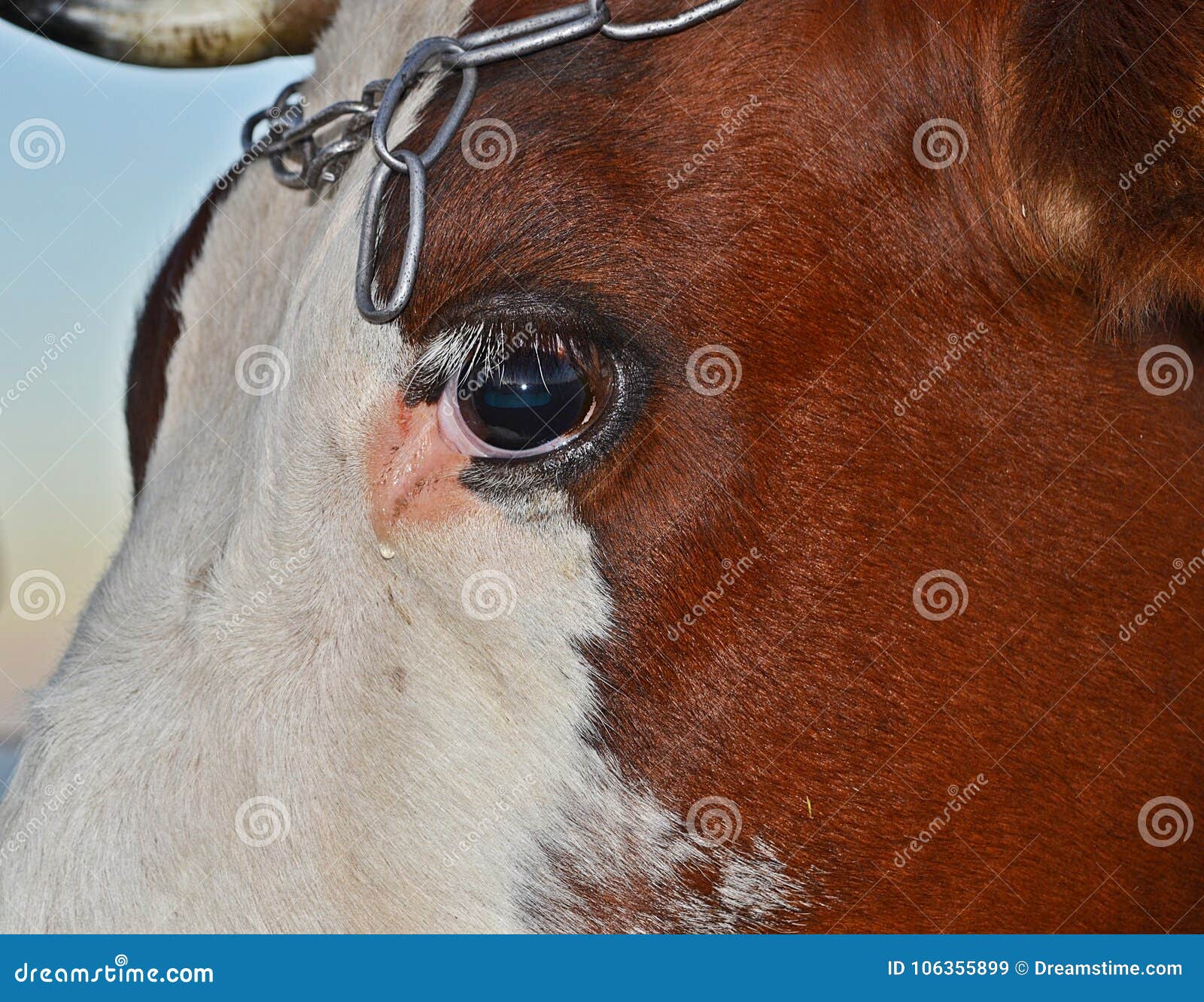 One eye with a cow`s tear stock image. Image of piece - 106355899