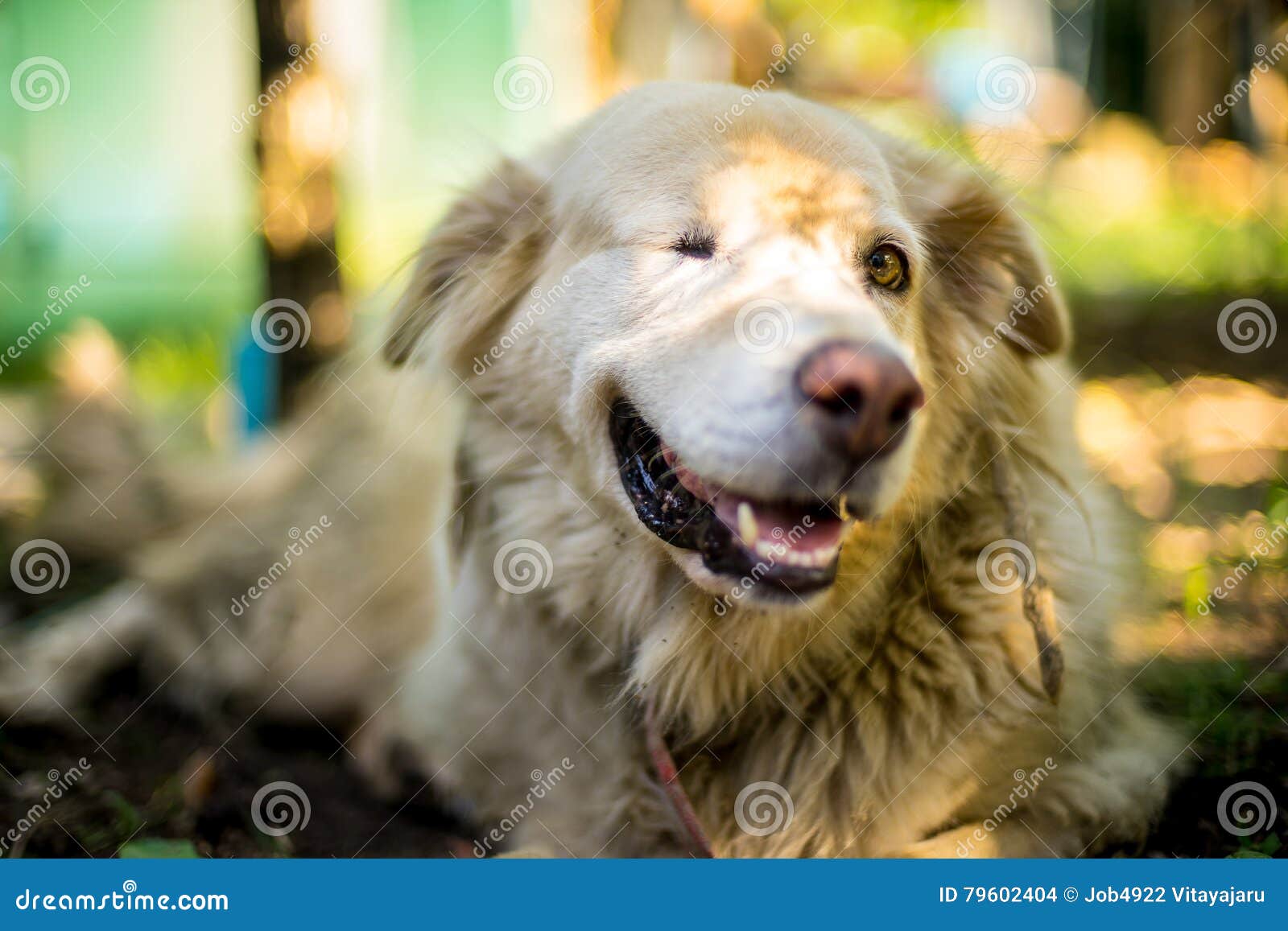 The One Eye Dog Under the Tree Stock Photo - Image of wink, animal ...