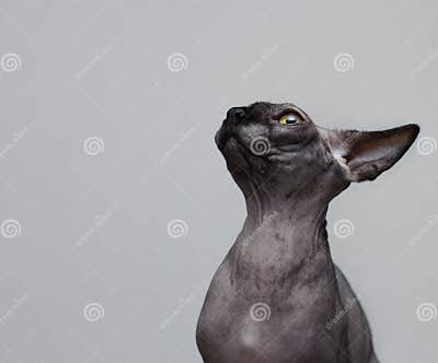 One eye one ear stock image. Image of claws, angry, health - 22807425