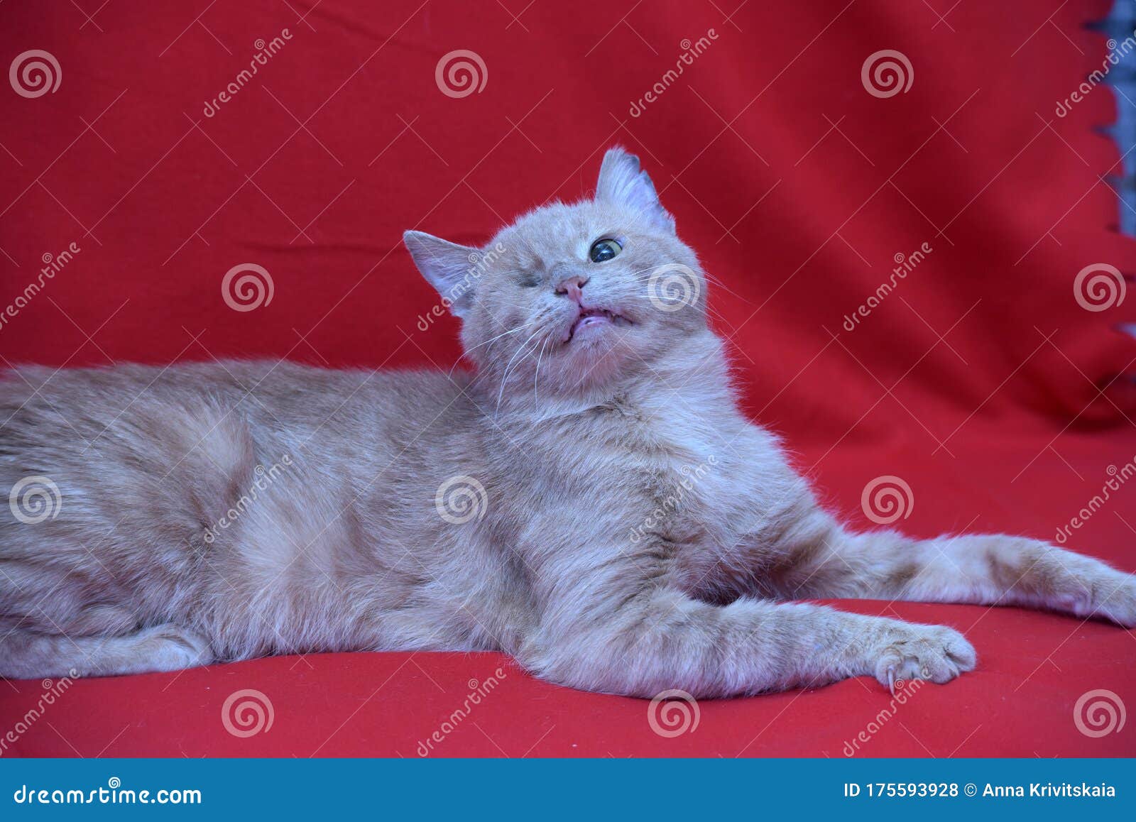 One-eyed Cat in an Animal Shelter Stock Photo - Image of face, feline ...