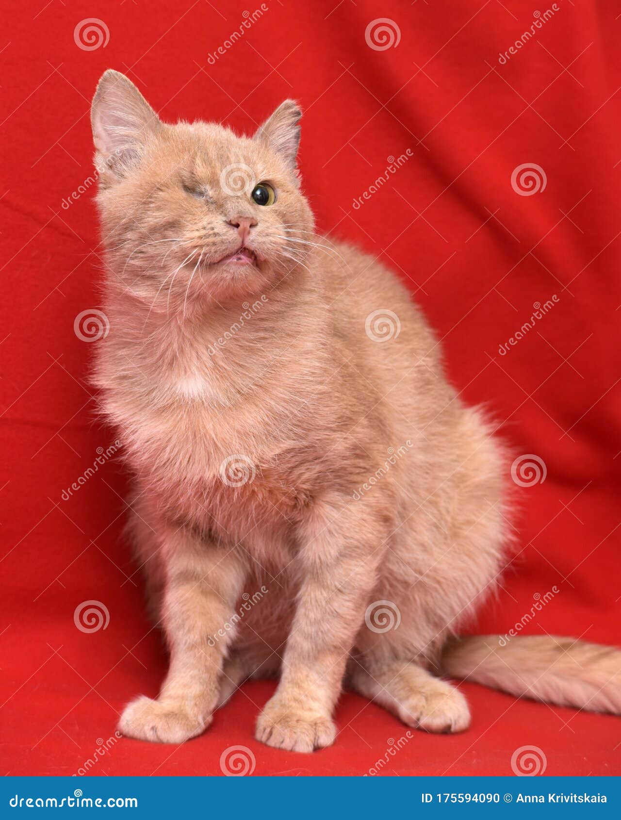 One-eyed Cat in an Animal Shelter Stock Photo - Image of disability ...
