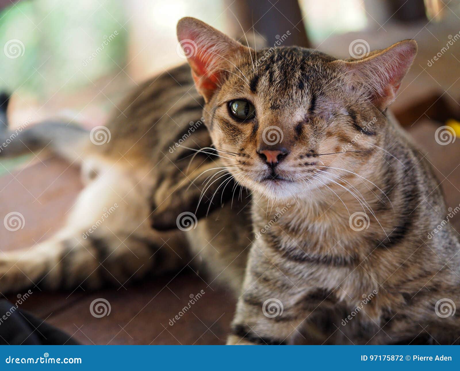One eyed cat stock photo. Image of lazy, lovely, closeup - 97175872