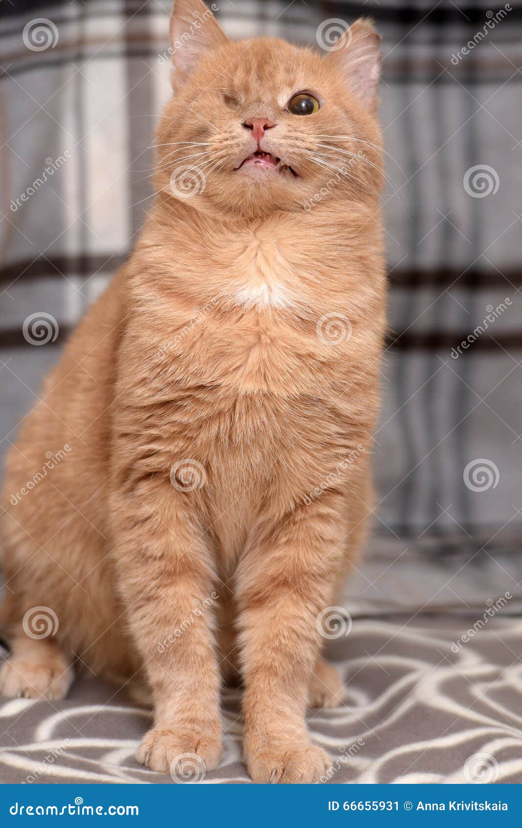 A one-eyed cat stock image. Image of trauma, rehabilitation - 66655931