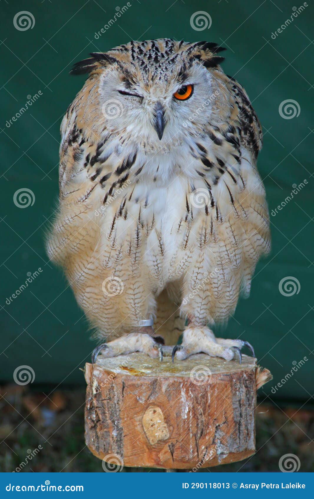 One-eyed Eagle Owl at a Therapy Bird Show Stock Image - Image of bird ...