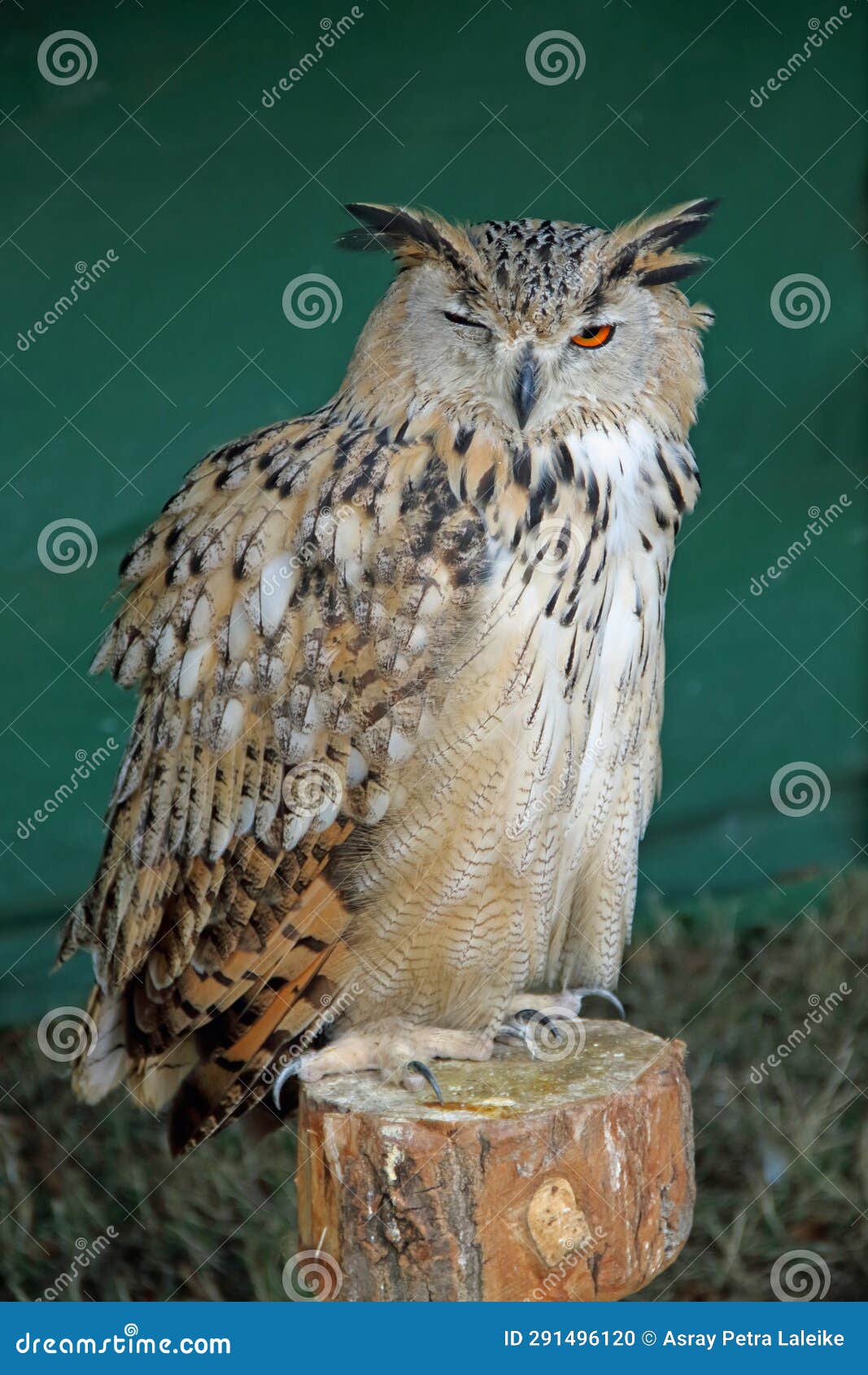A One-eyed Eagle Owl at a Therapy Bird Show Stock Photo - Image of ...
