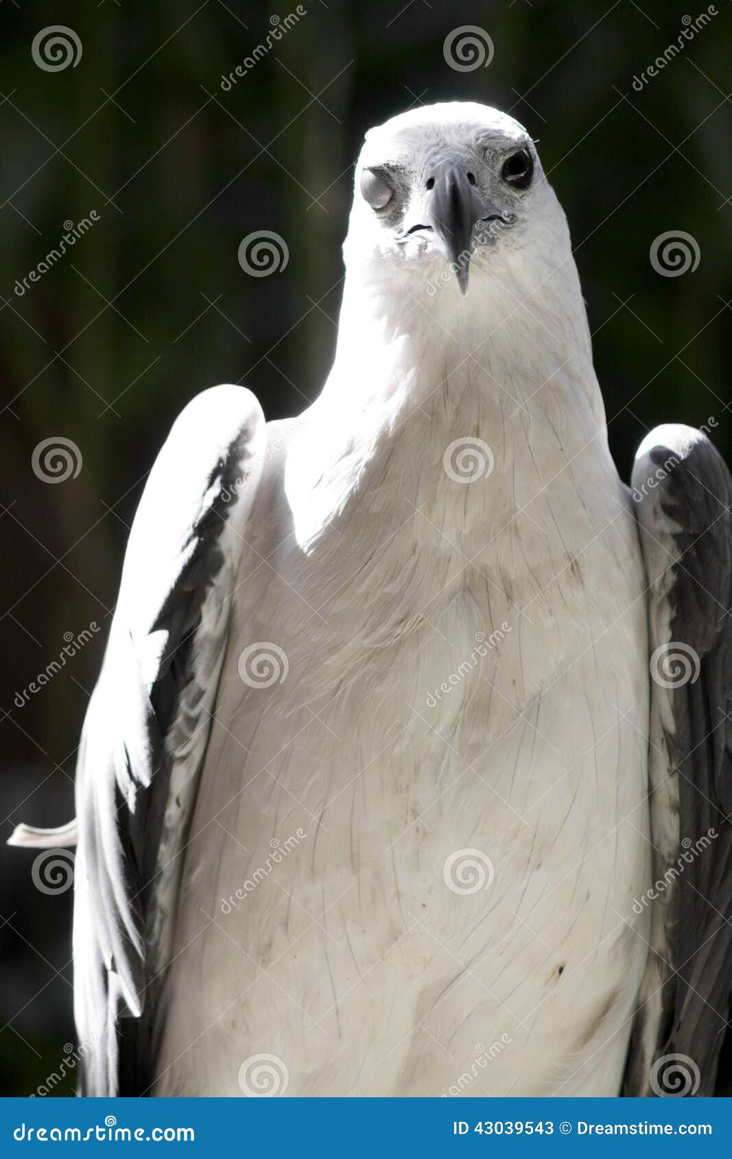 One-eyed Eagle stock image. Image of animal, grayeyes - 43039543