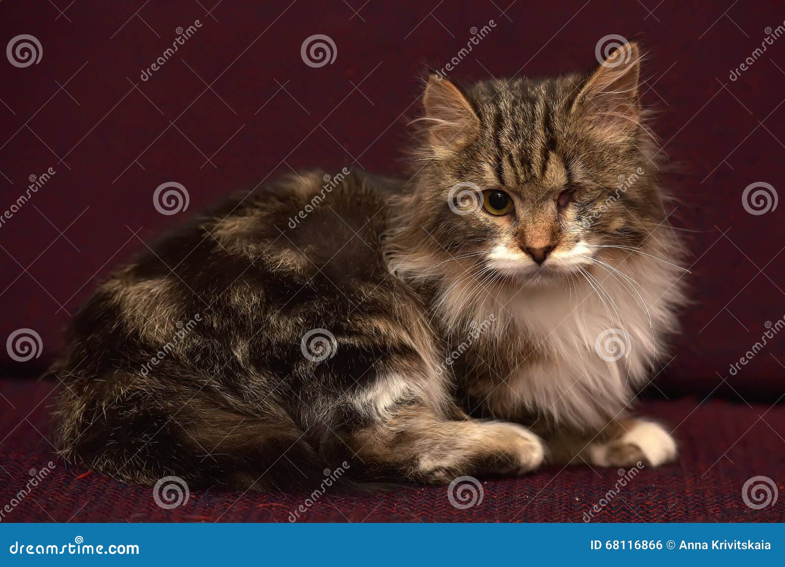 One-eyed, fluffy cat stock photo. Image of rescue, mammal - 68116866