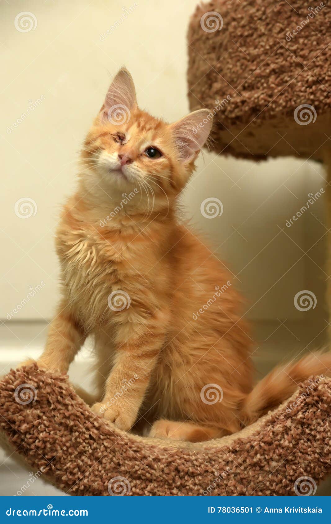 One-eyed kitten stock image. Image of ophthalmology, pedigree - 78036501