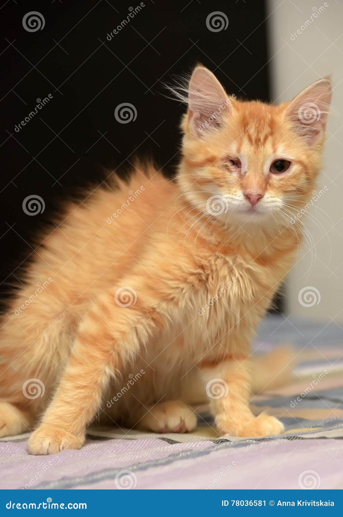 One-eyed kitten stock image. Image of isolated, orange - 78036581