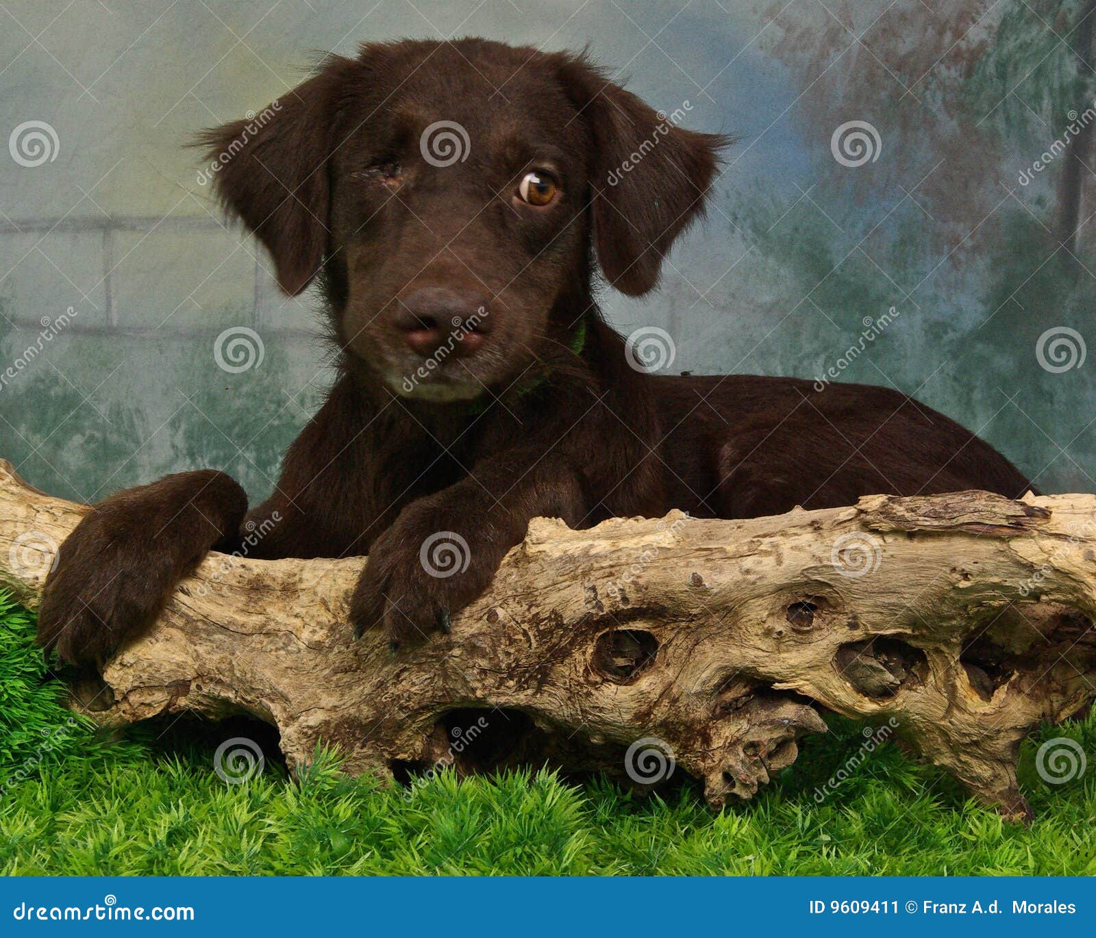 One Eyed Puppy stock image. Image of eyed, brown, driftwood - 9609411