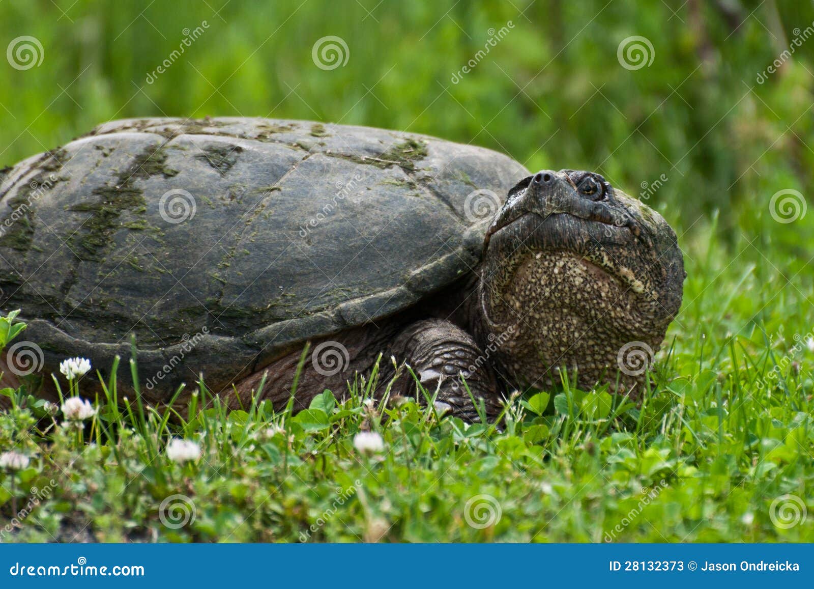 One-eyed Snapping Turtle stock image. Image of healed - 28132373