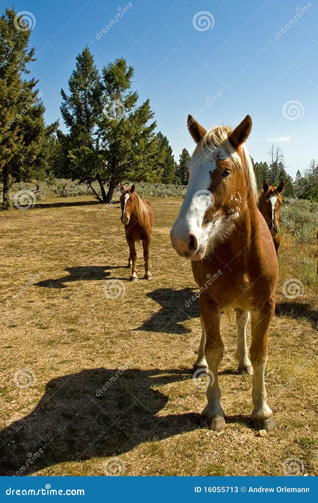 One-eyed Stare stock image. Image of beautiful, equestrian - 16055713