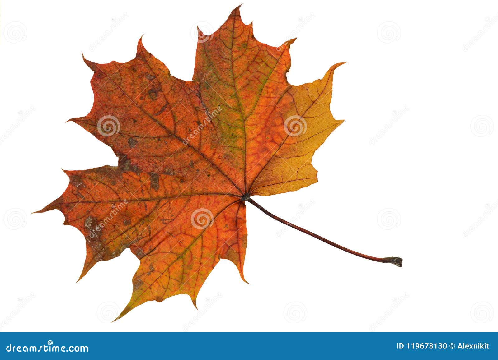 One fallen maple leaf stock photo. Image of design, pattern - 119678130