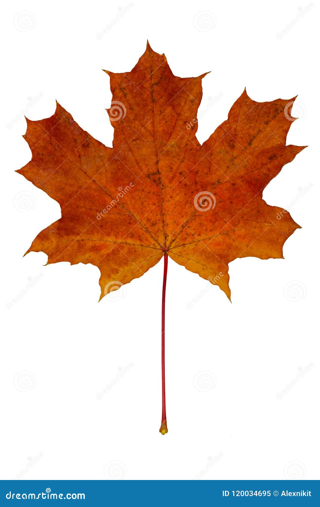 One fallen maple leaf stock image. Image of beautiful - 120034695