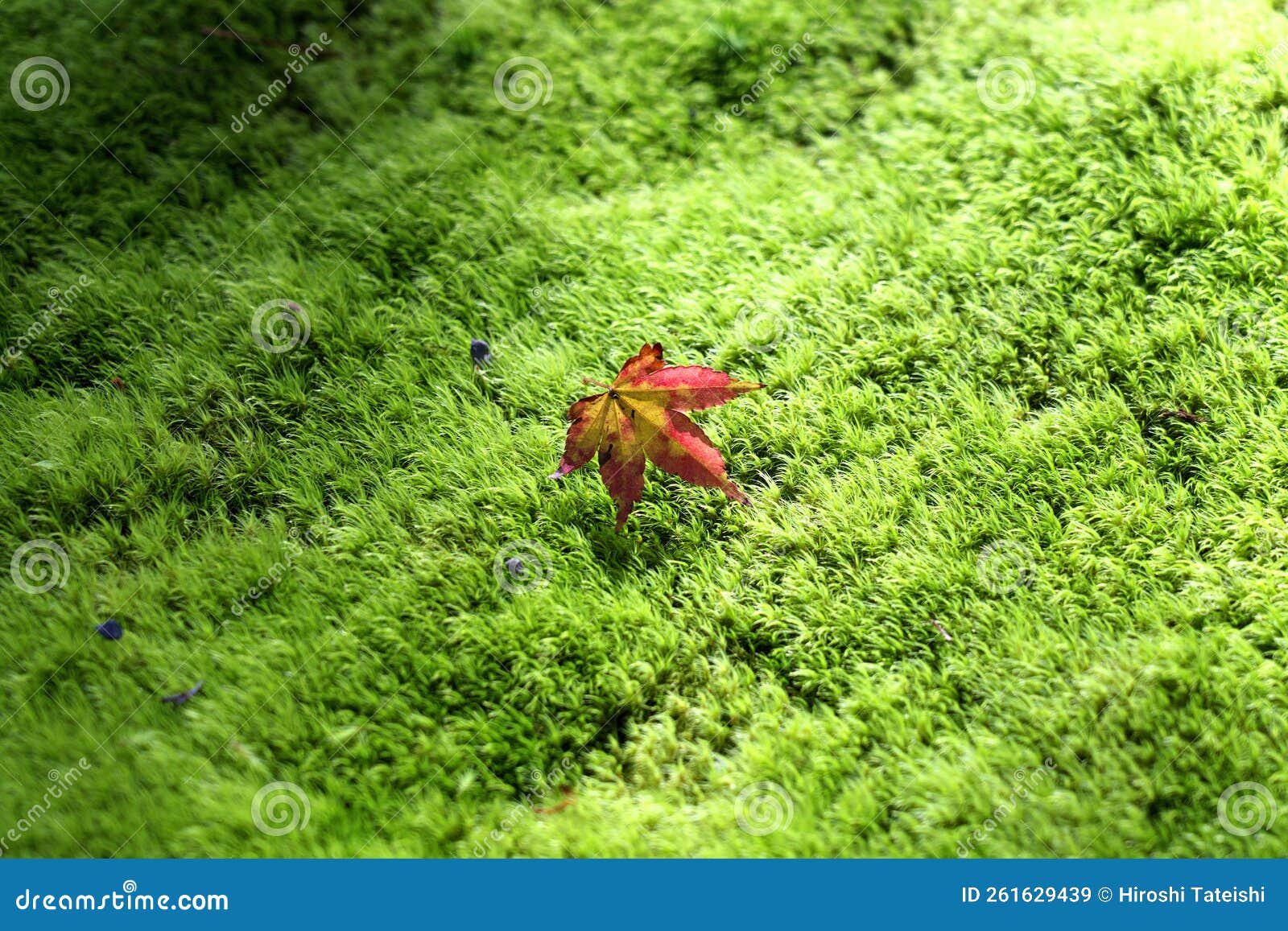 One Fallen Red Leaf on Moss Stock Image - Image of november, fallen ...