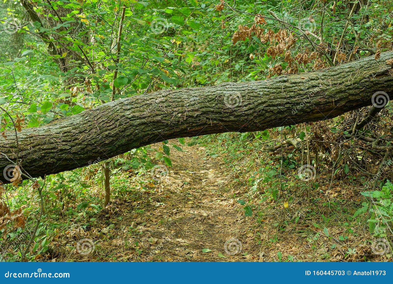 One Fallen Trunk of a Gray Oak Tree on a Forest Stock Image - Image of ...