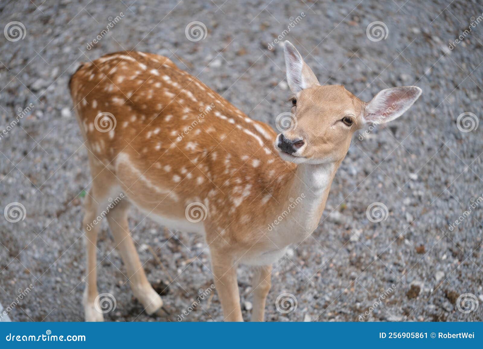 One Fallow Deer stock image. Image of defocus, blurred - 256905861