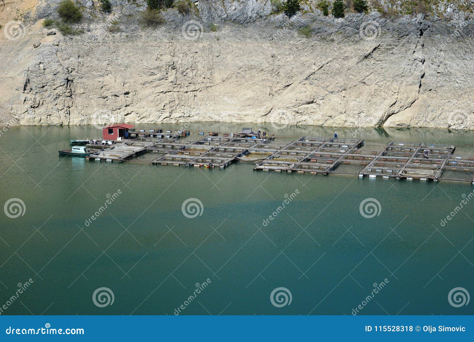 Farm shells on the lake stock photo. Image of shells - 115528318