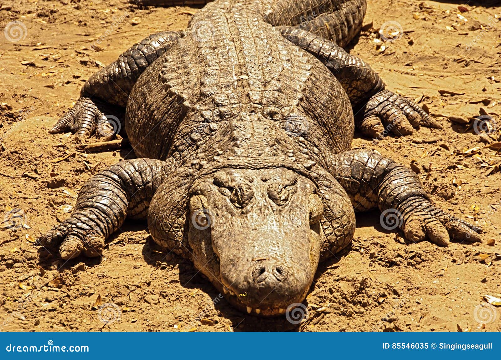 One fat gator. stock image. Image of fright, bulky, denture - 85546035
