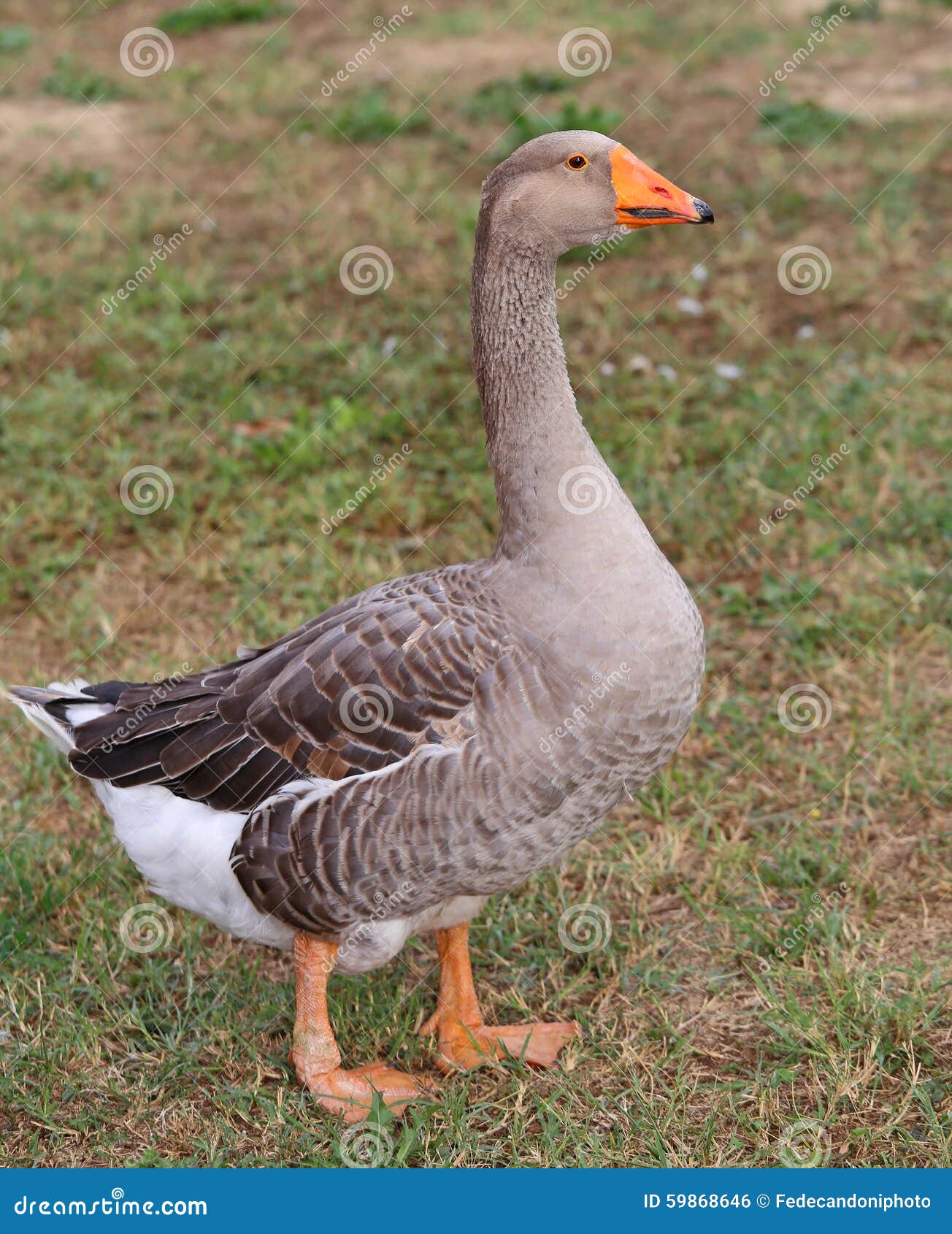 One Fat Greylag Goose in the Animal Farm Stock Photo - Image of ...