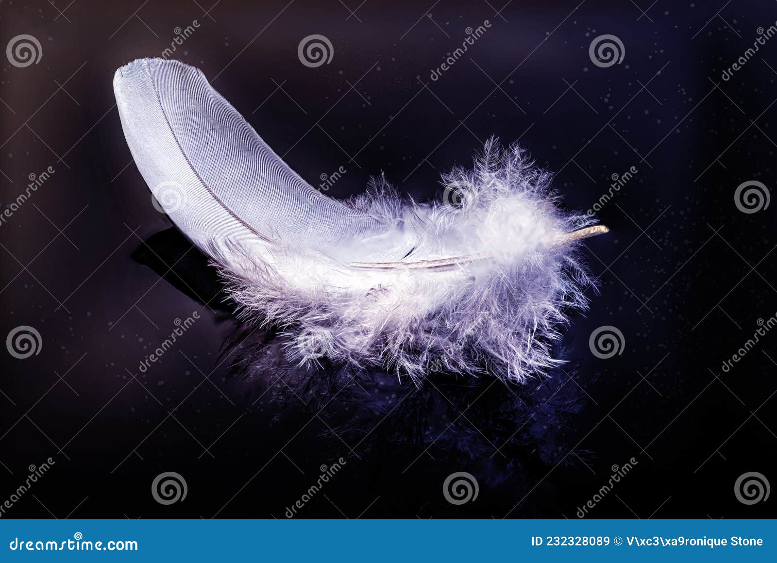 One feather, close-up stock image. Image of still, feather - 232328089