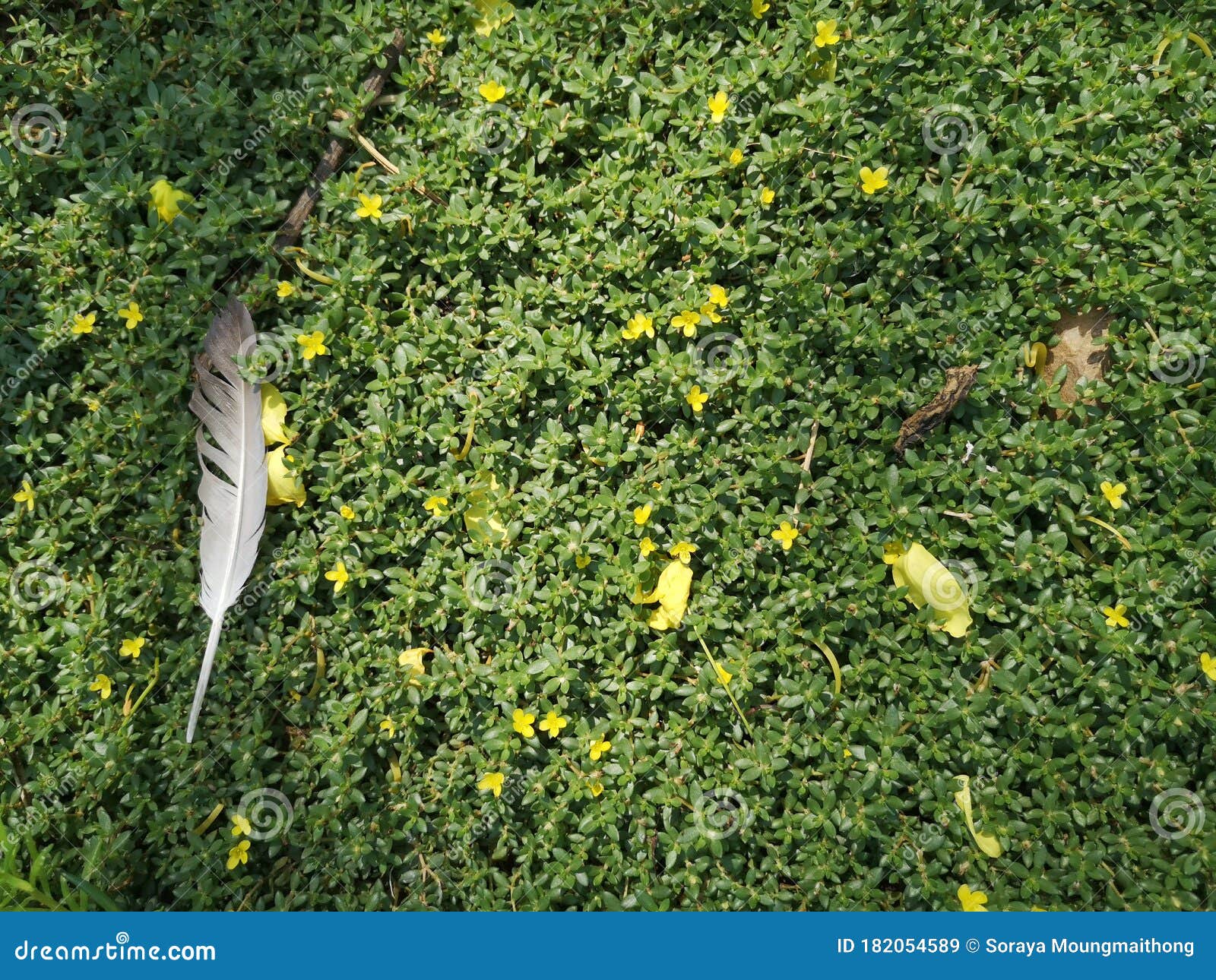 One Feather Small Yellow Background Stock Image - Image of yellow ...