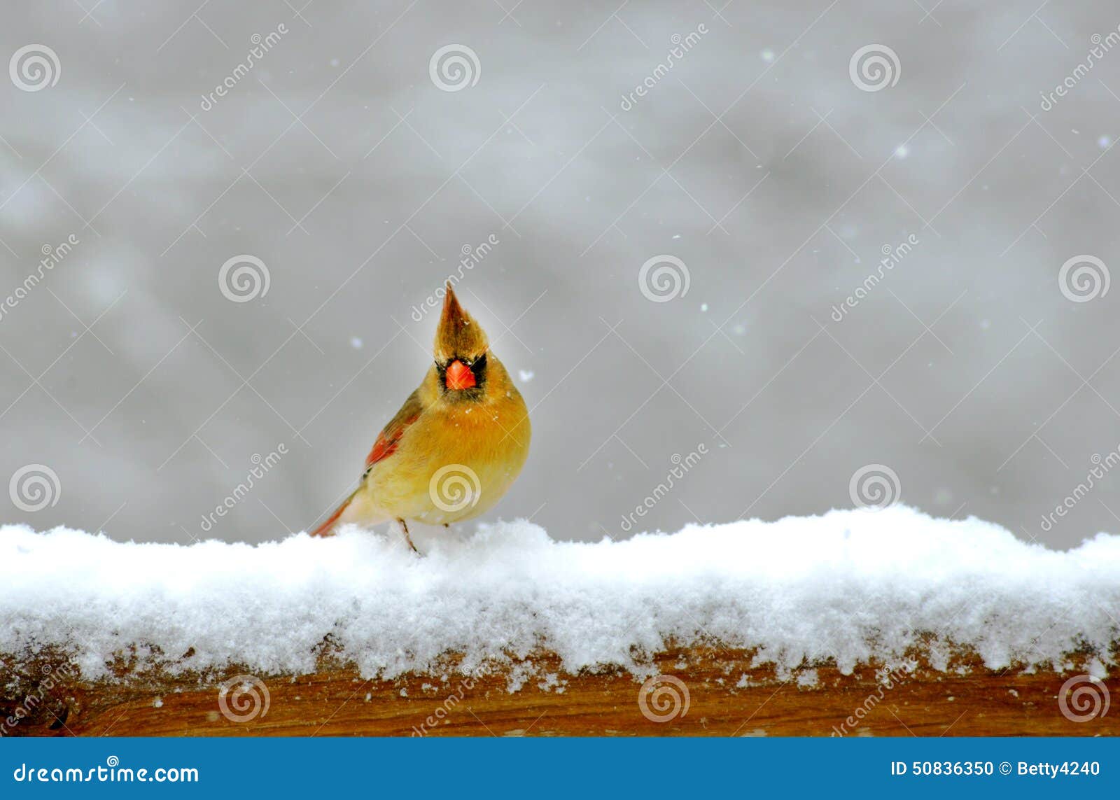 One Female Cardinal Sits in the Snow. Stock Photo - Image of female ...