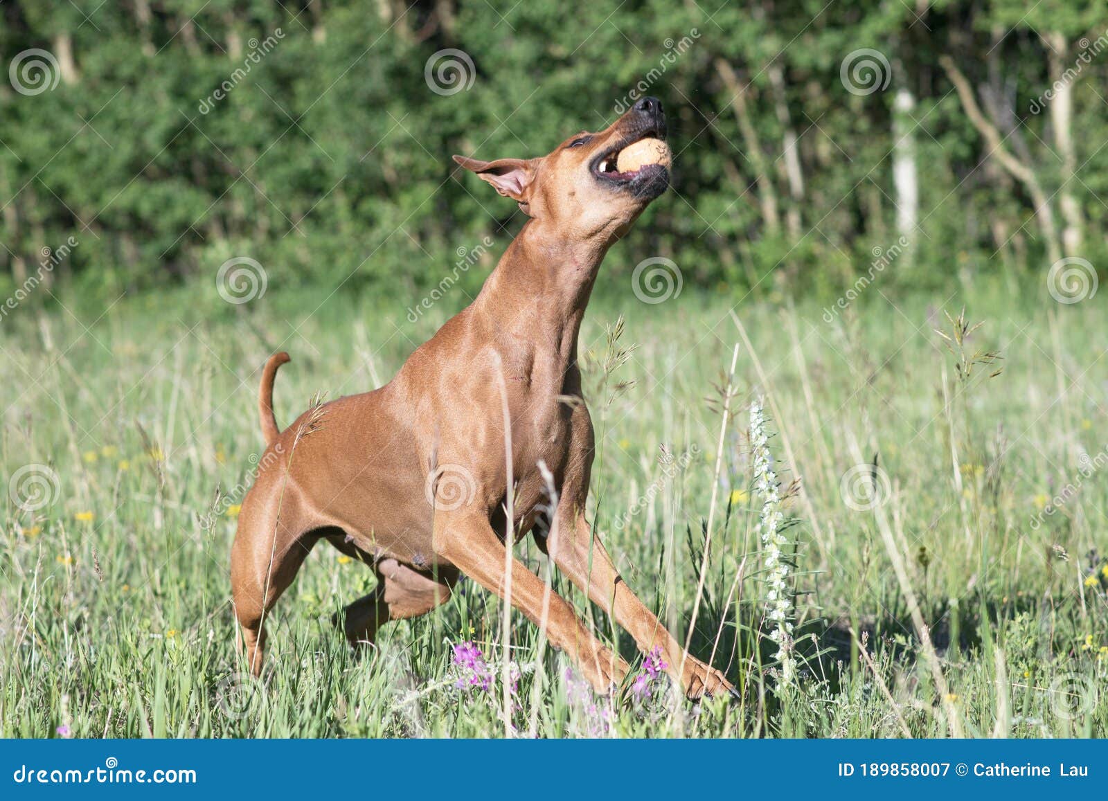 One Female Rhodesian Ridgeback Catching a Ball Stock Image - Image of ...