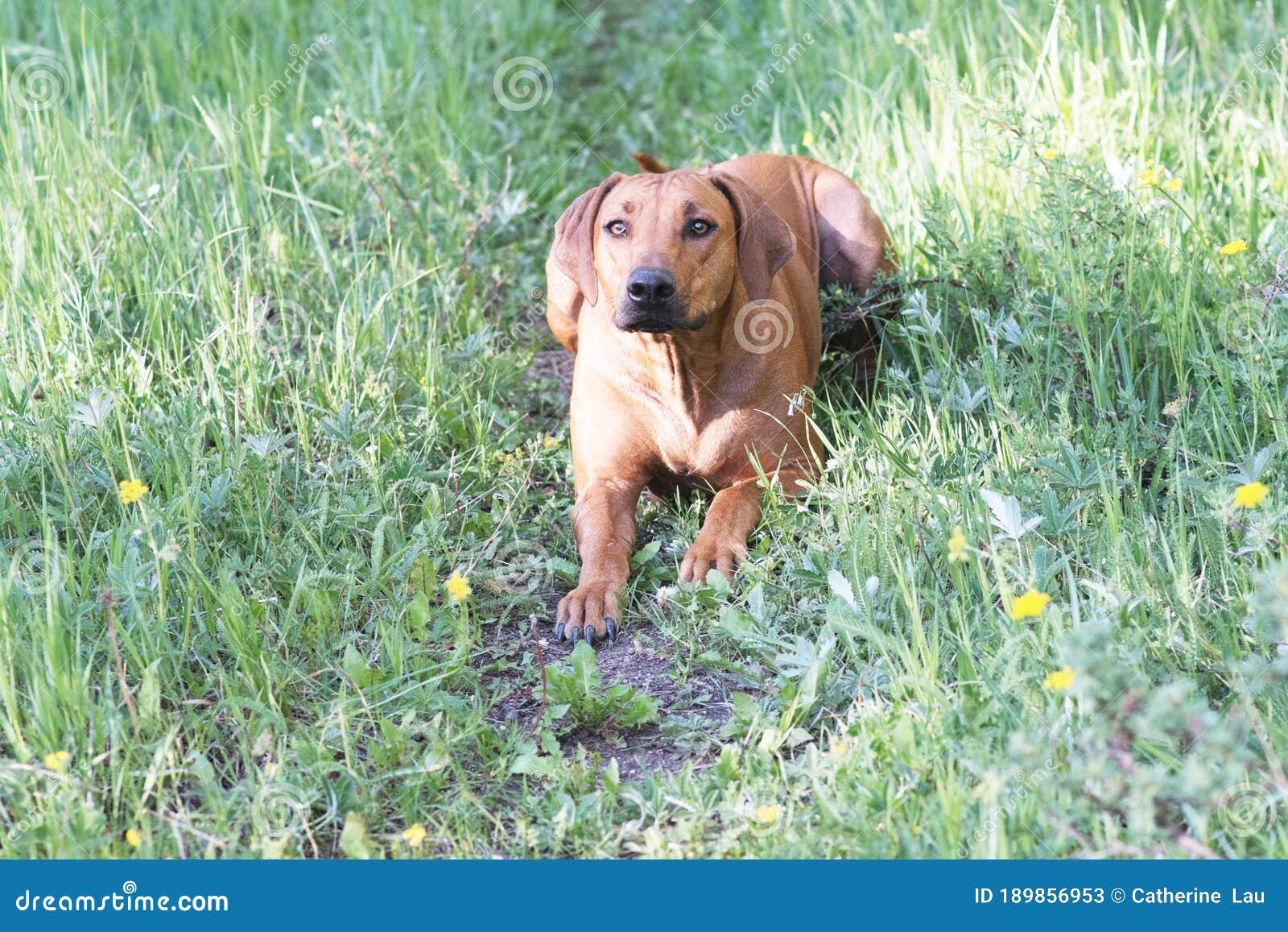 One Female Rhodesian Ridgeback is Ready To Take Off Stock Image - Image ...