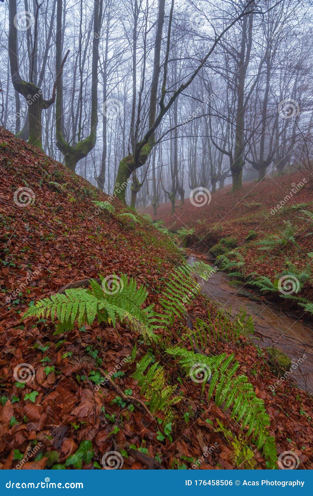 One Fern into the Foggy Forest Stock Photo - Image of trunks, river ...