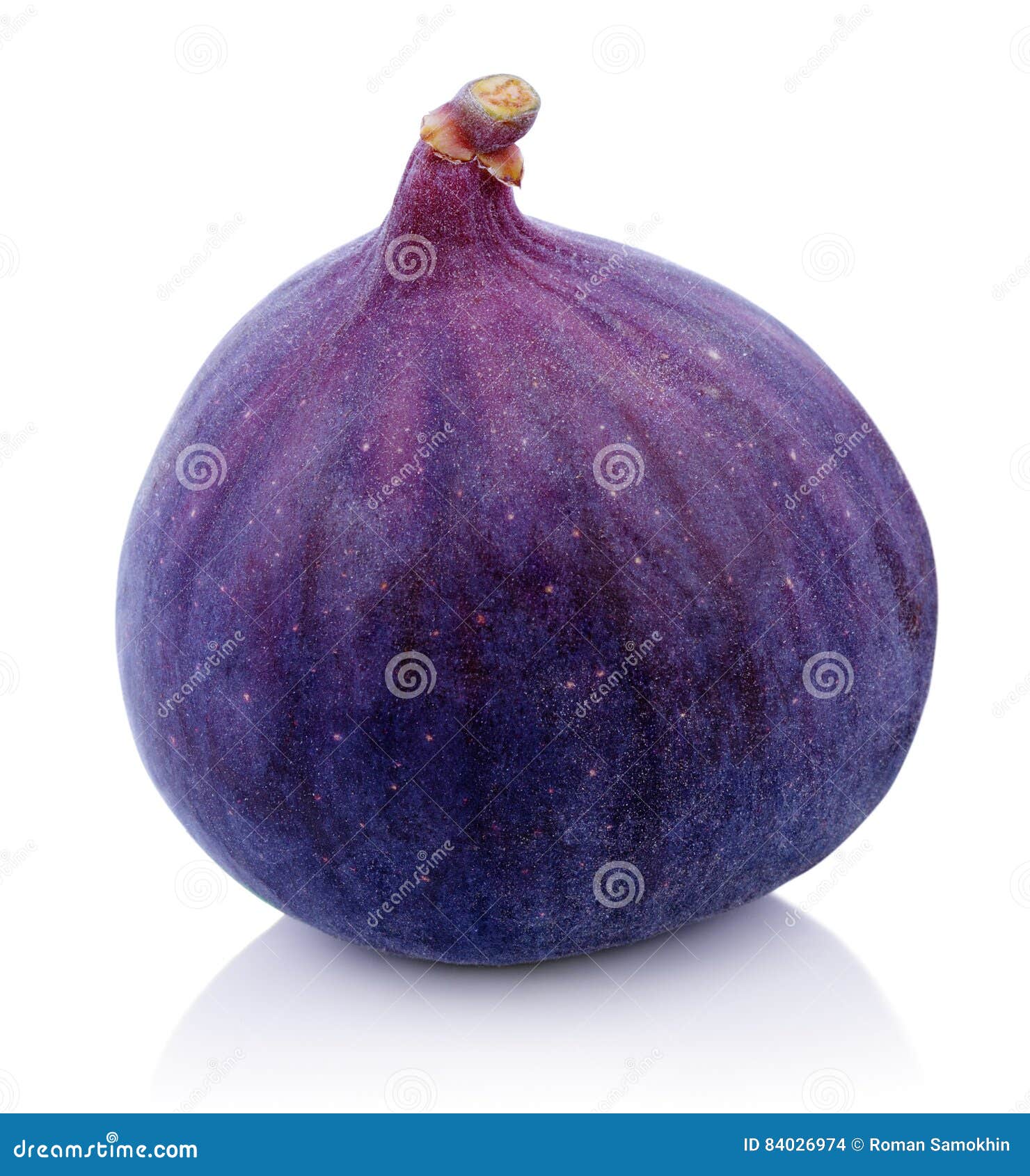 One Fig fruit on white stock photo. Image of clipping - 84026974