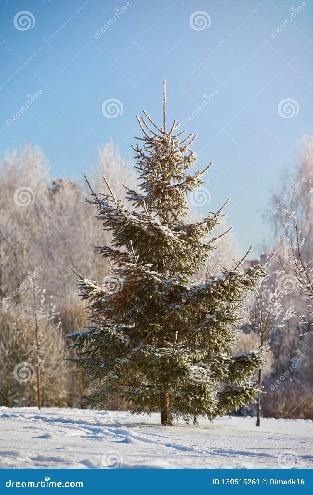 One fir tree in park stock image. Image of scene, season - 130515261