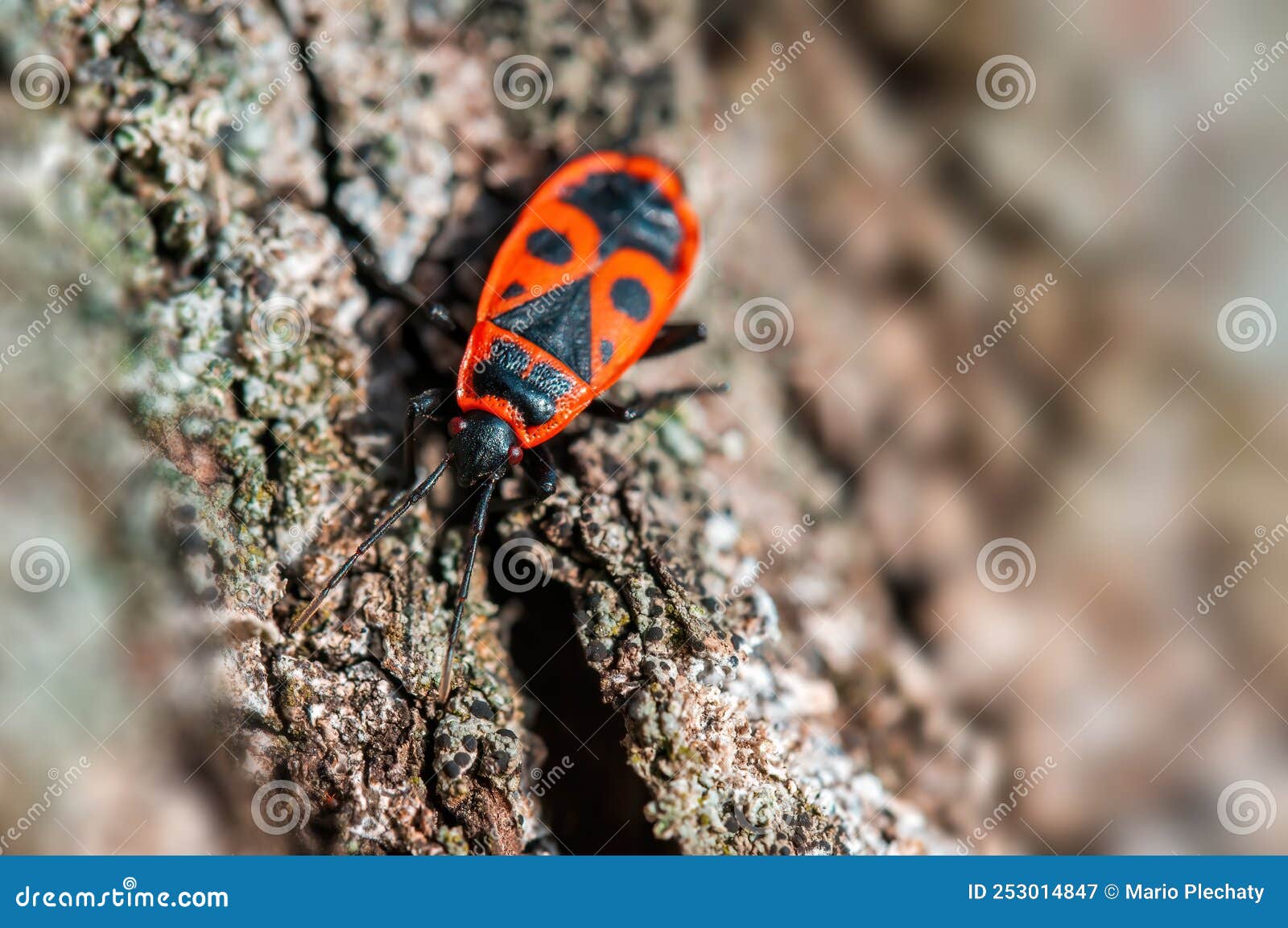 One Fire Bug Sits on the Bark of a Tree Stock Image - Image of firebug ...