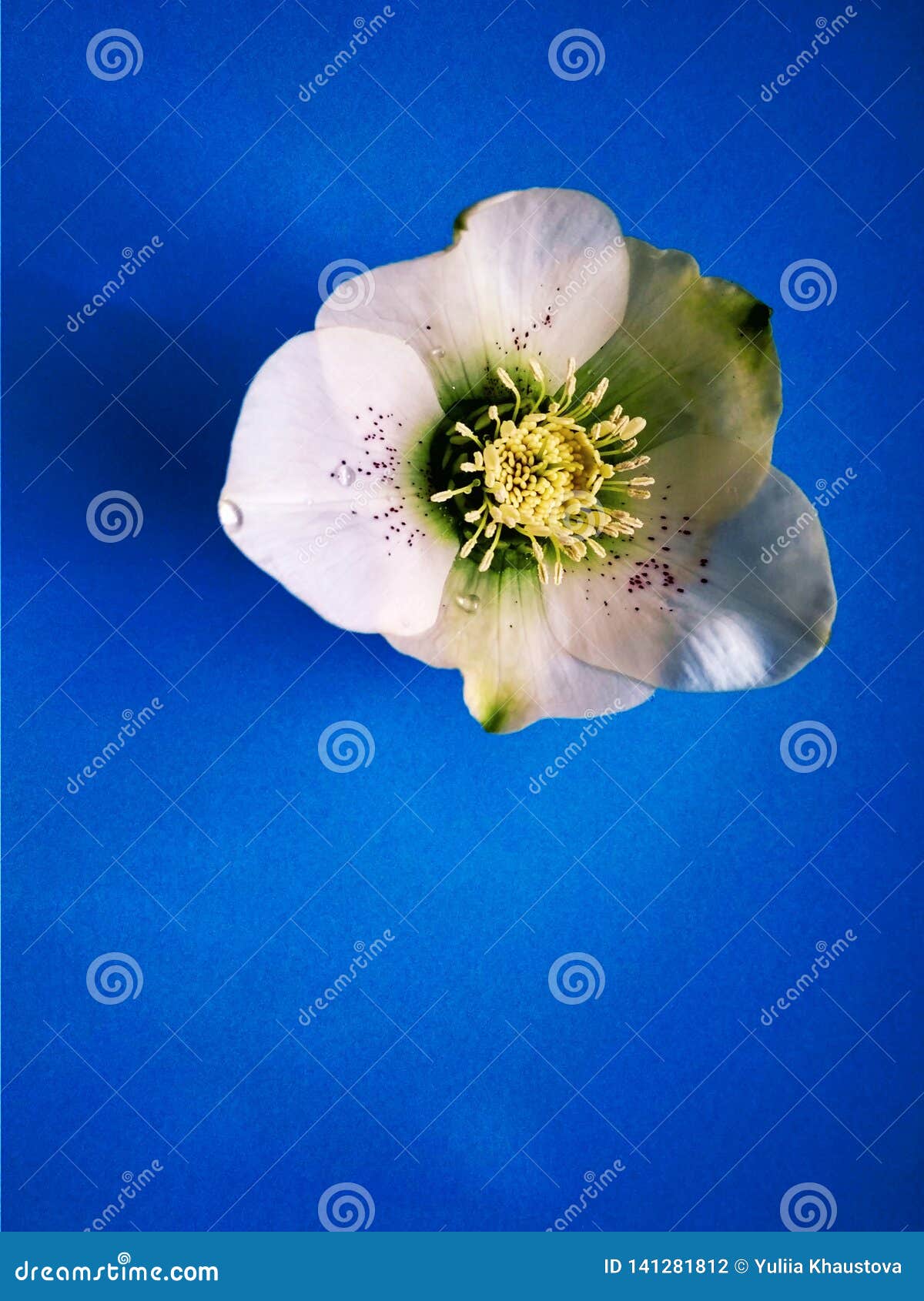 Beautiful First Spring Flower Hellebore on Blue Stock Photo - Image of ...
